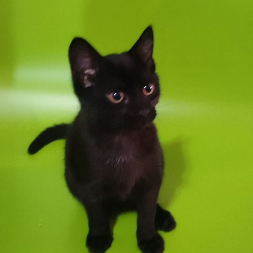 Котенок в добрые руки