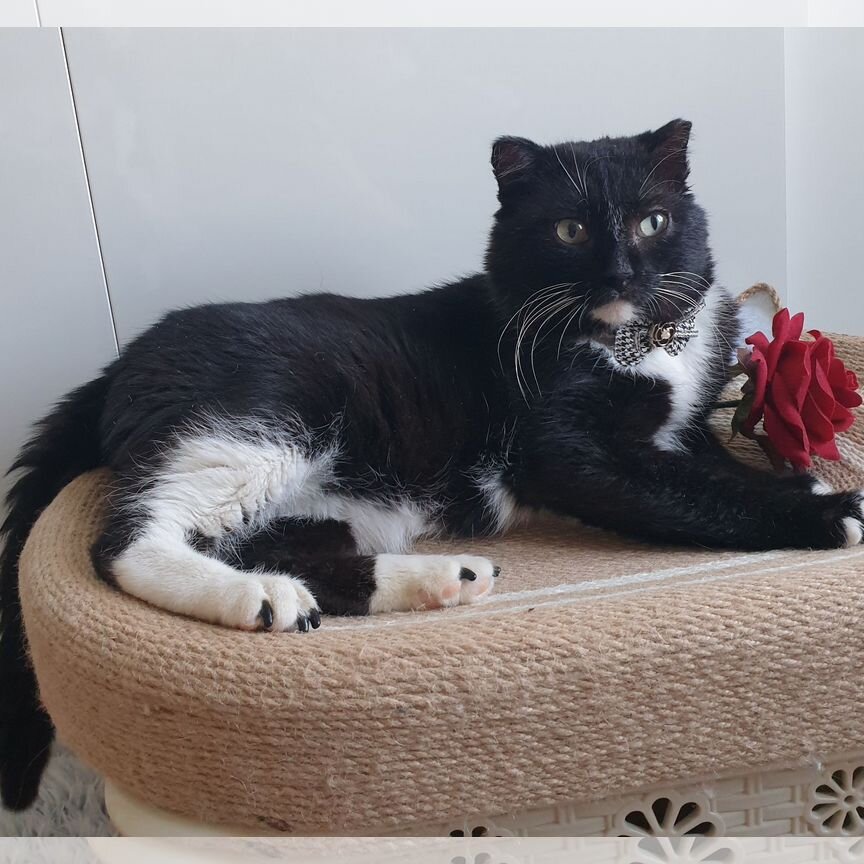 Кот Василий