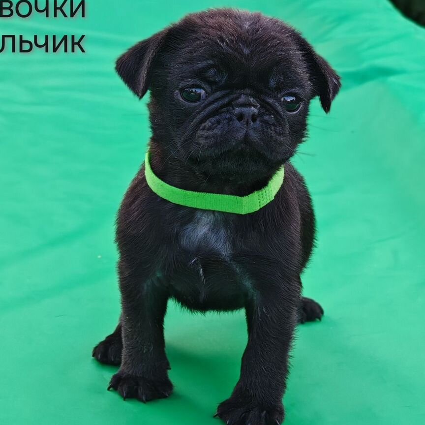 Мопс, щенок