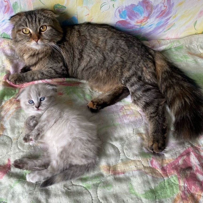 Шотландский вислоухий короткошёрстный котёнок