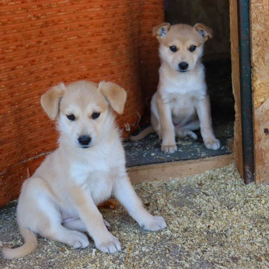 Щеночки - в добрые ручки