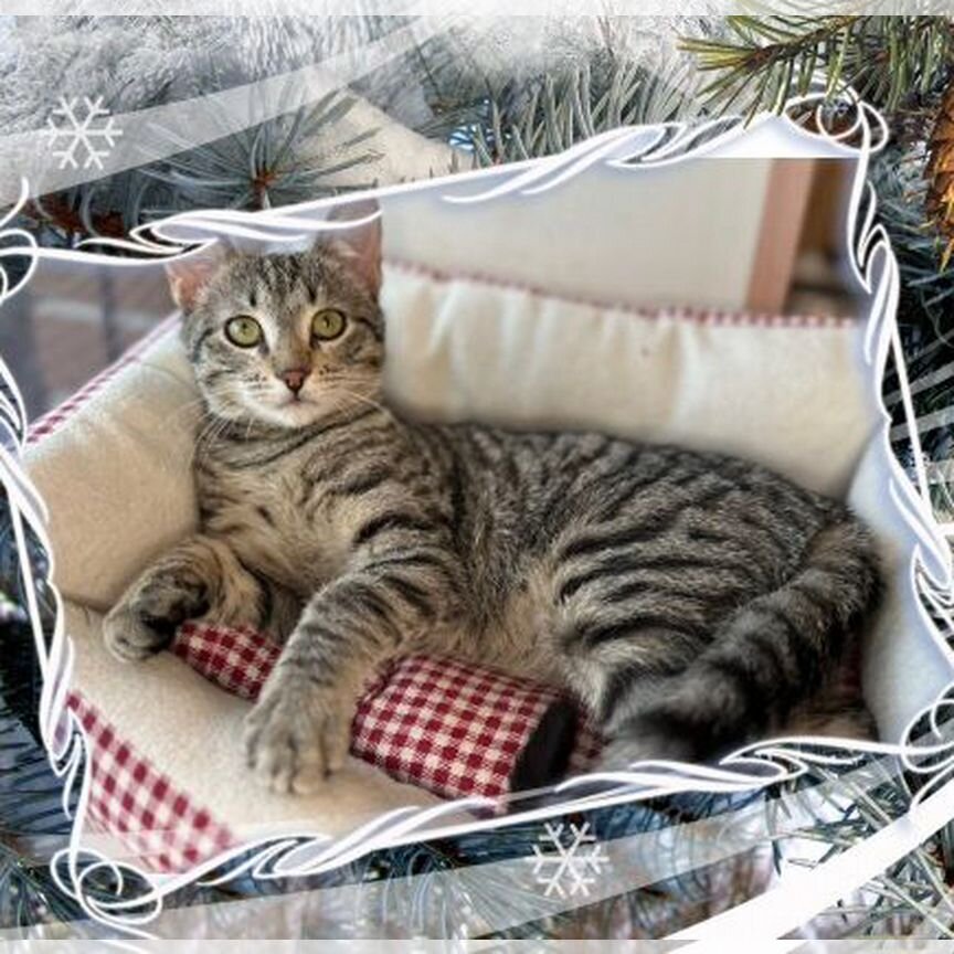 Котёнок в добрые руки