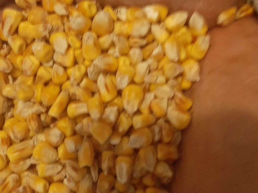 Кукуруза