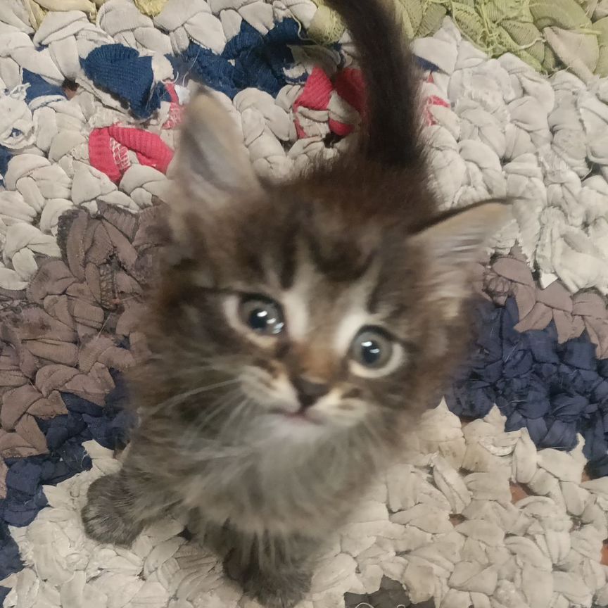 Котёнок в добрые руки