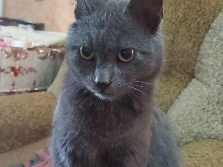 Кот в добрые руки