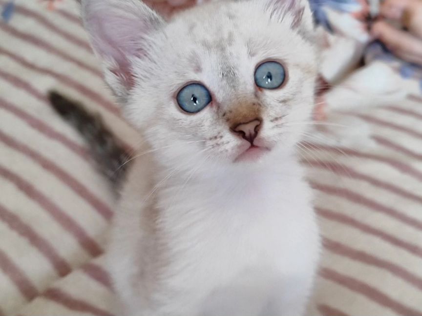 Тайские котята