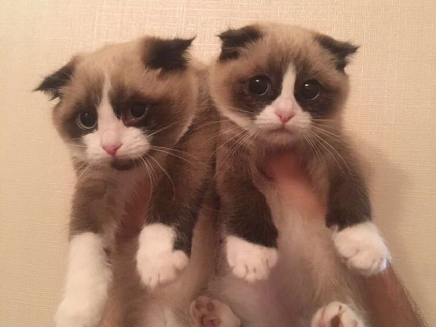 Мои котята