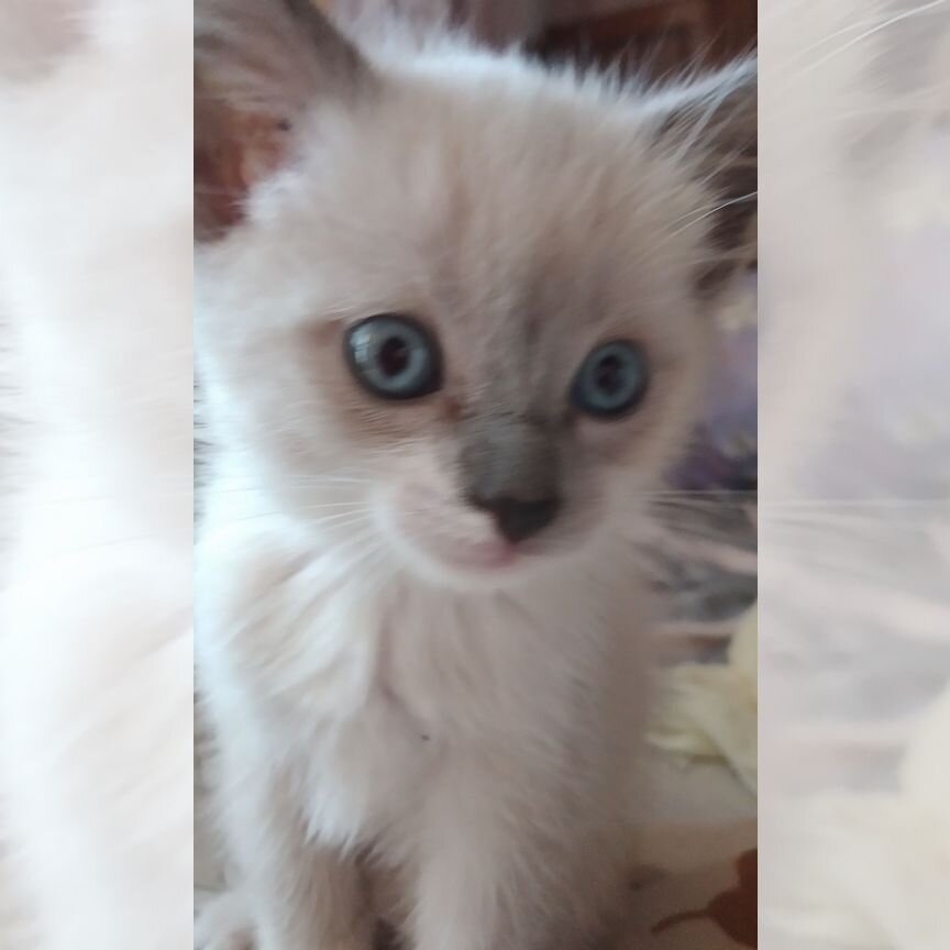 Сиамский котёнок