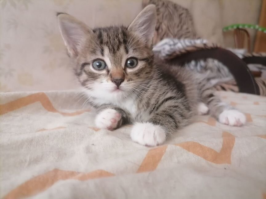 Котёнок в добрые руки