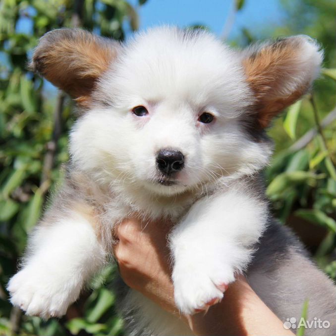 Вельш корги кардиган, красивый мальчик