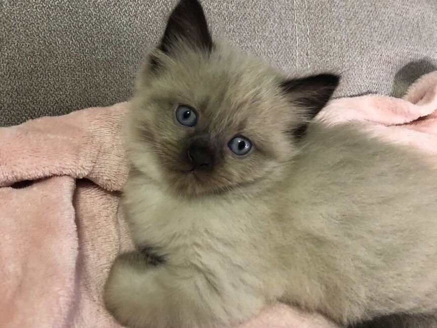 Невско Маскарадные котята