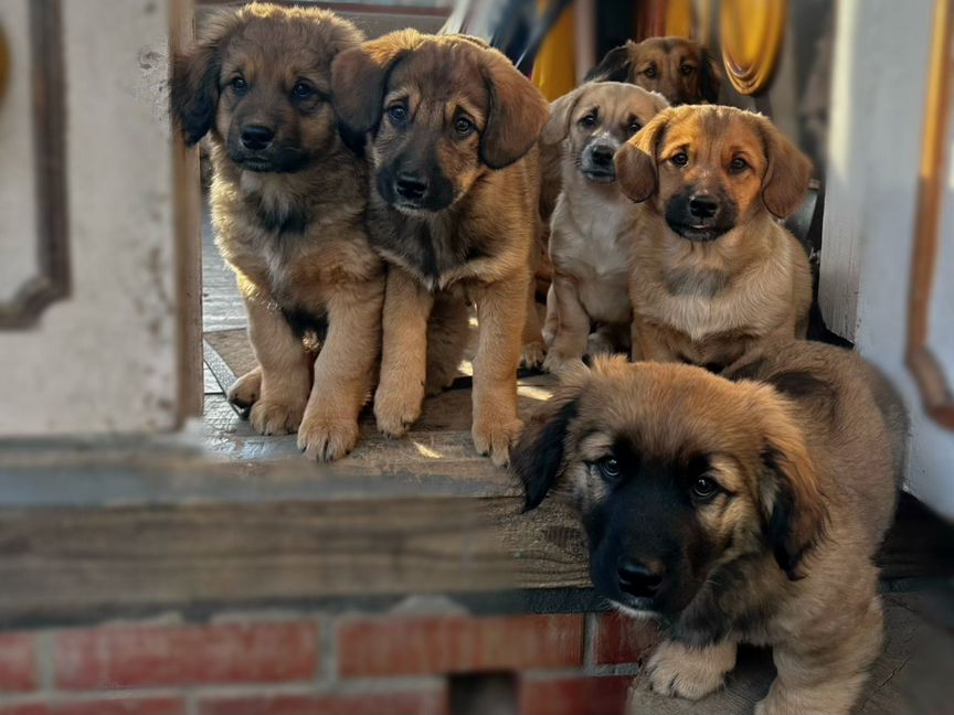 Щенок в добрые руки бесплатно маленькая порода