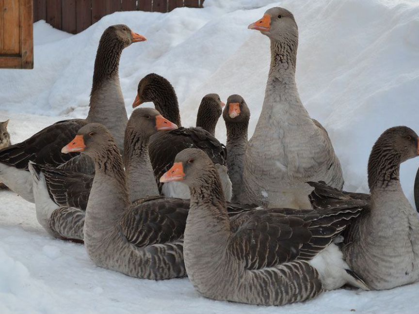 Гусиное мясо