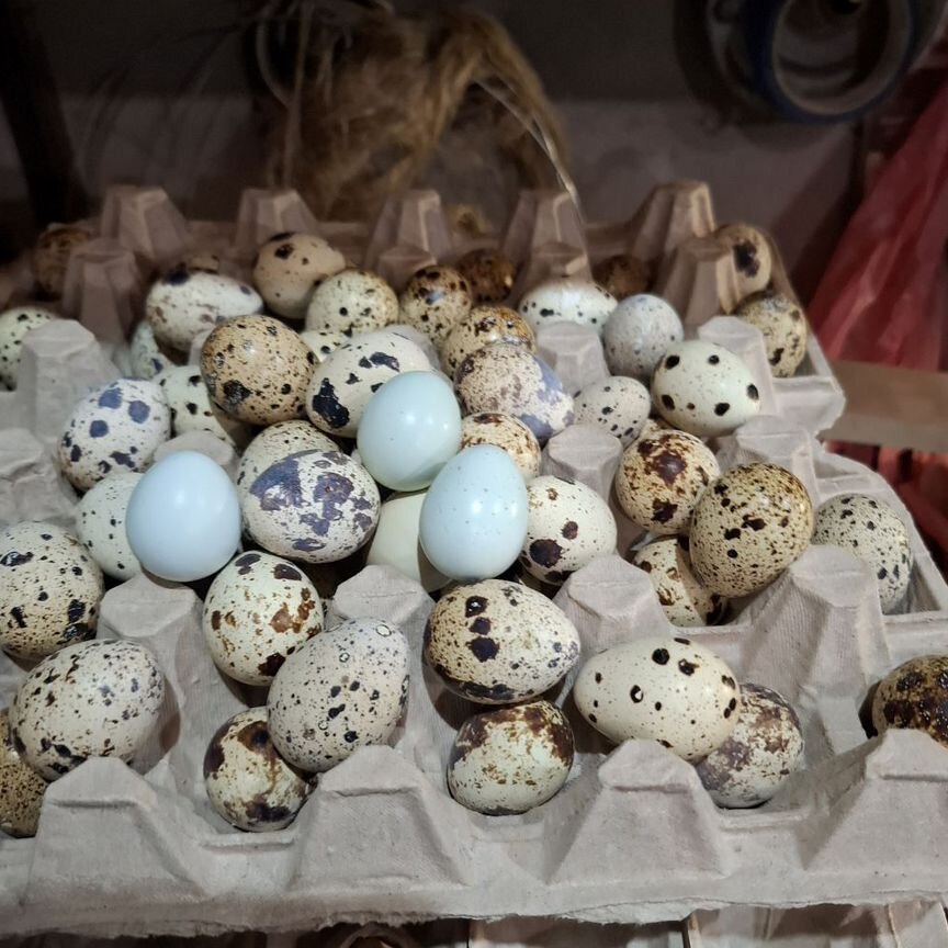 Инкубационное яйцо перепелов