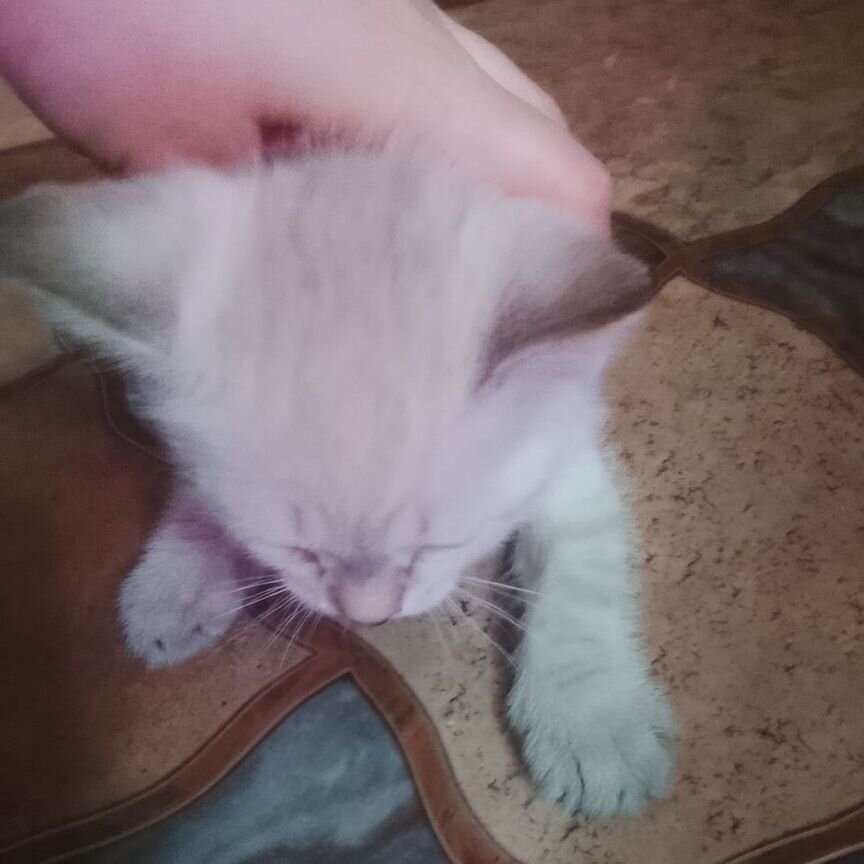 Тайский котёнок