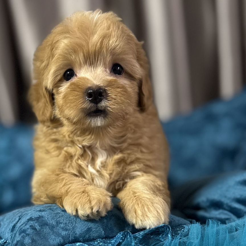 Мальтипу, щенок