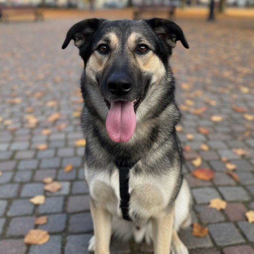 Взрослая собака в добрые руки