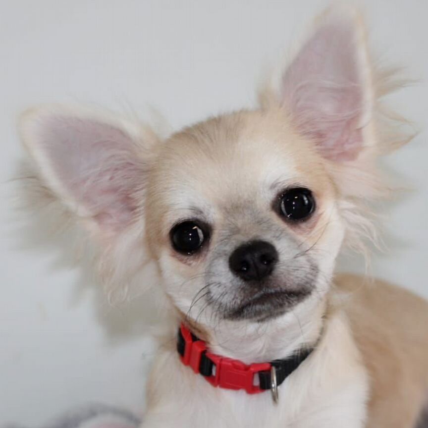 Ослепительный мальчик - красавчик чихуахуа