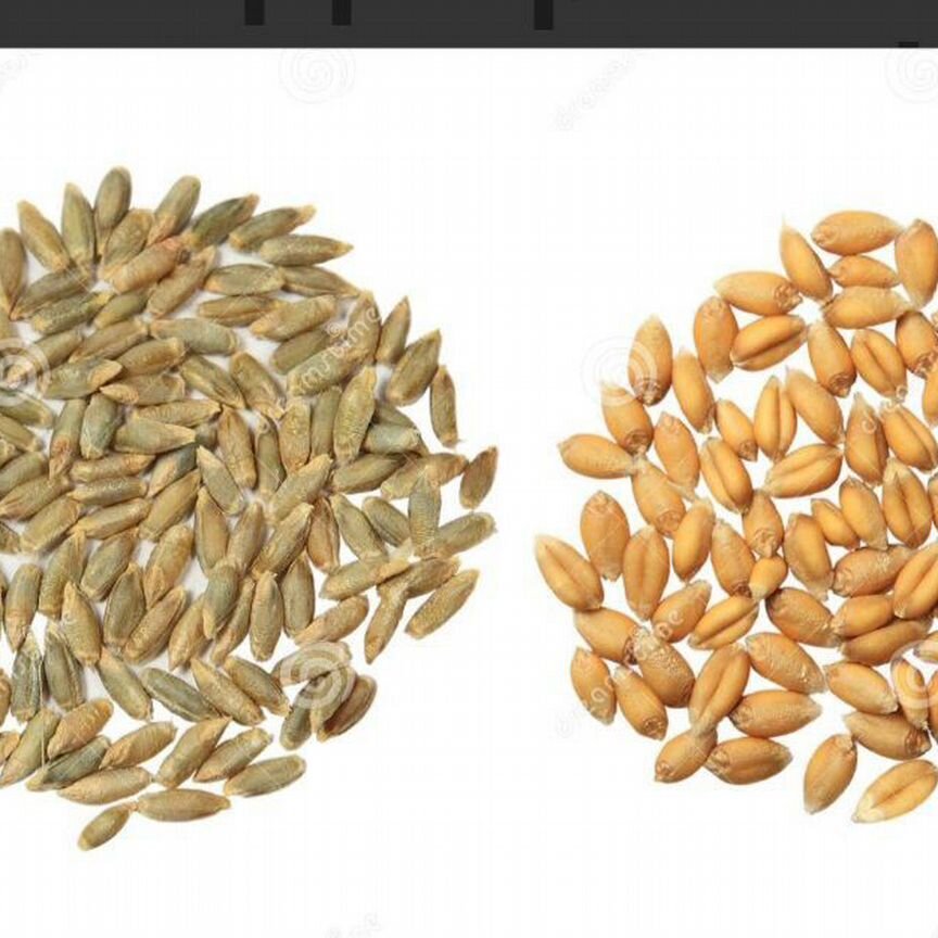 Ячмень, пшеница