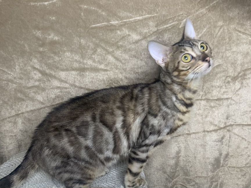 Бенгальская кошка