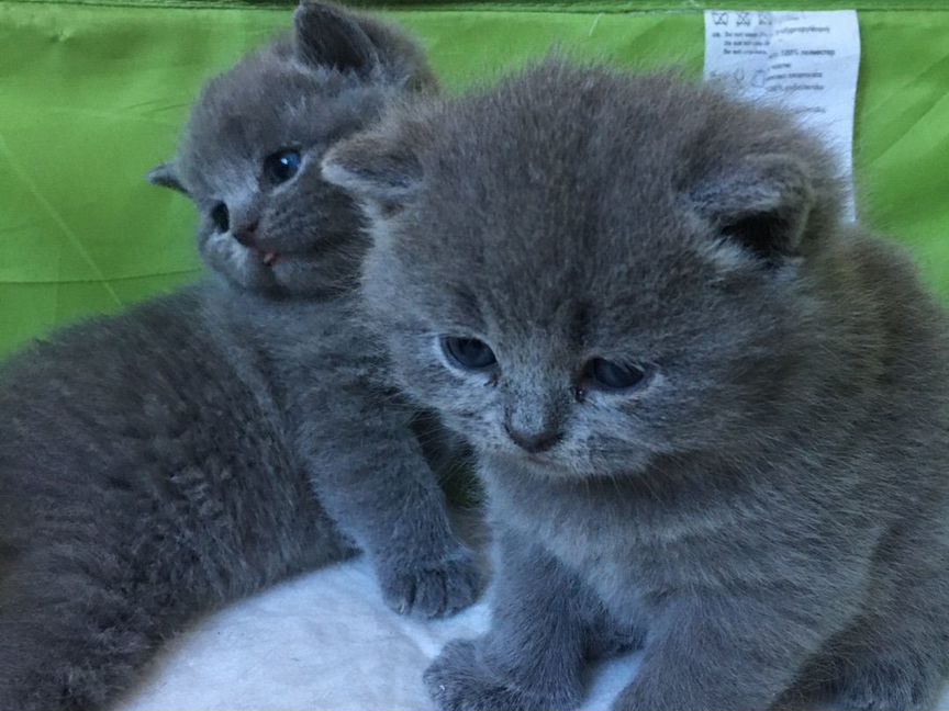 Британские голубые котята