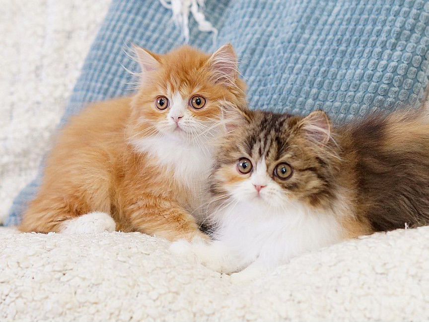 Шотландские котята, черепаховые и рыжие
