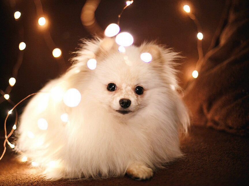 Шпиц Помски Мальтипу скор клуб Екб