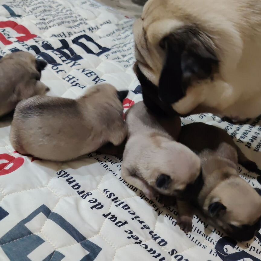 Мопс, щенок