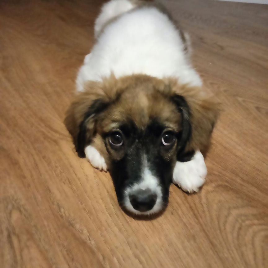 Девочка щенок 3 мес, привезу