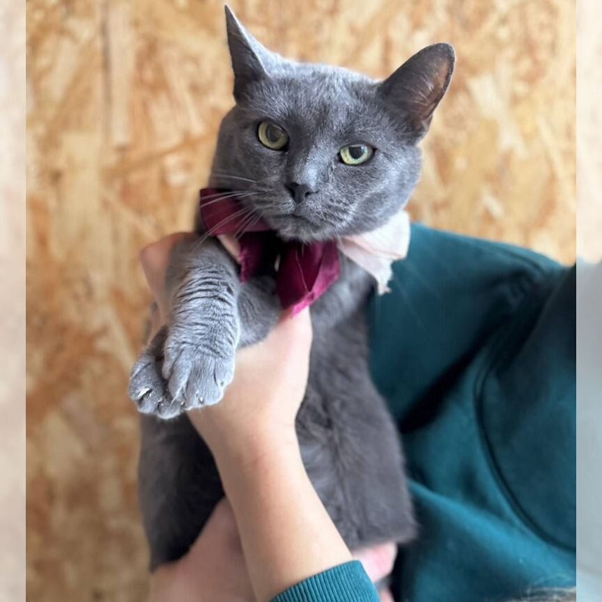 Взрослая кошка в добрые руки