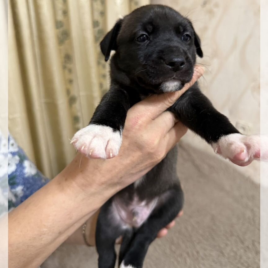 Щенок в добрые руки