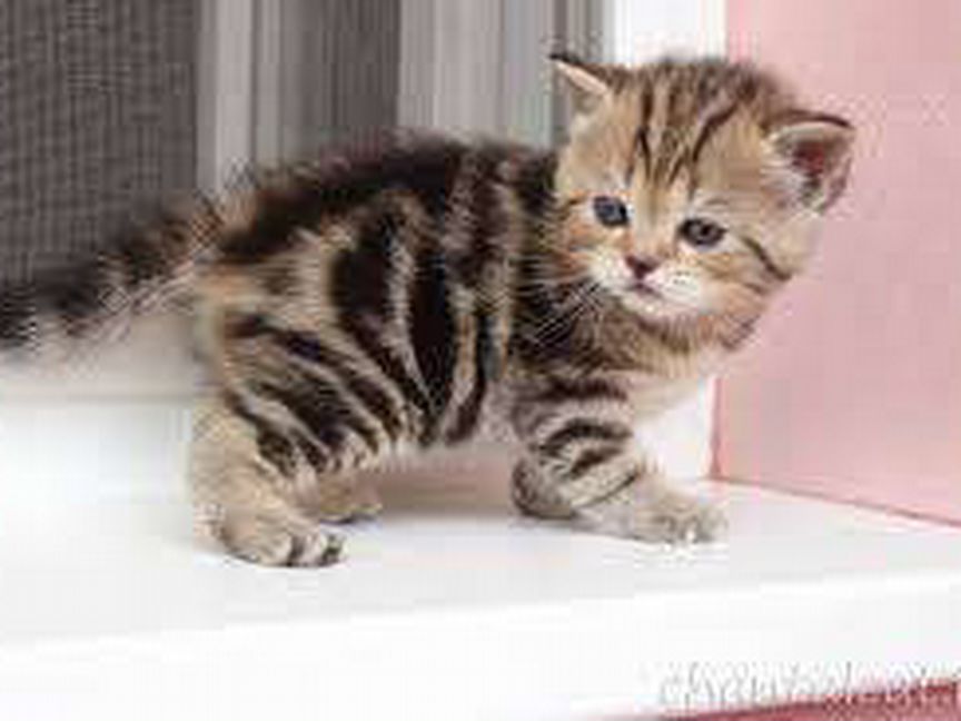 Котенок Ася