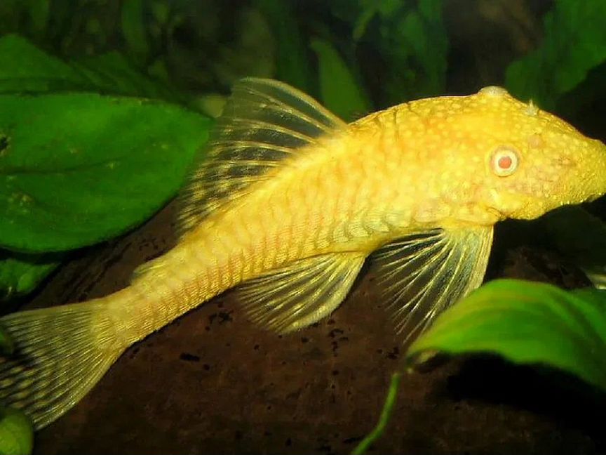 Сомик анциструс альбинос