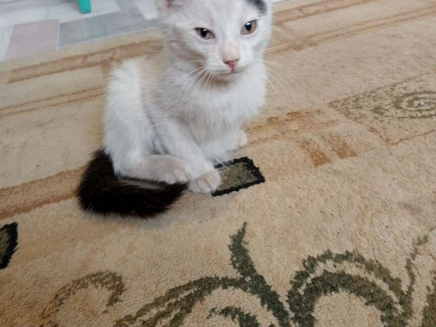 Котёнок