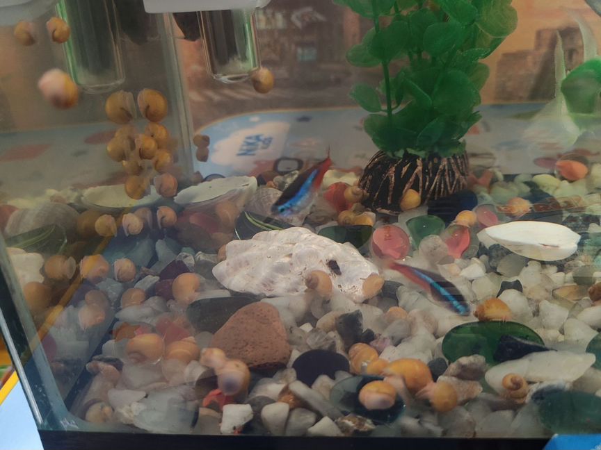 Аквариумные улитки Ампулярии