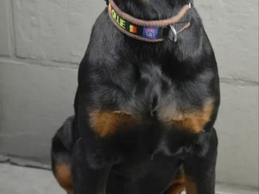 Щенки добермана