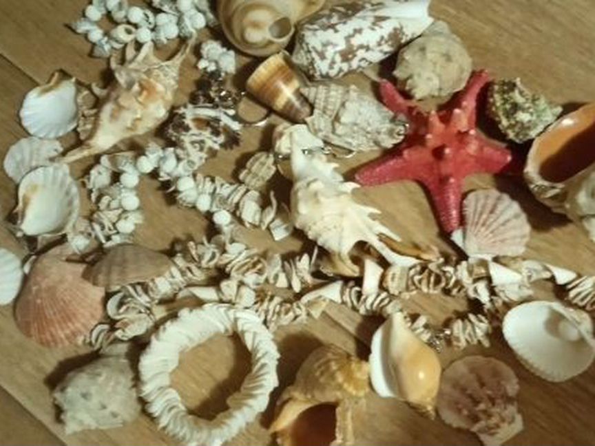 Ракушка морская