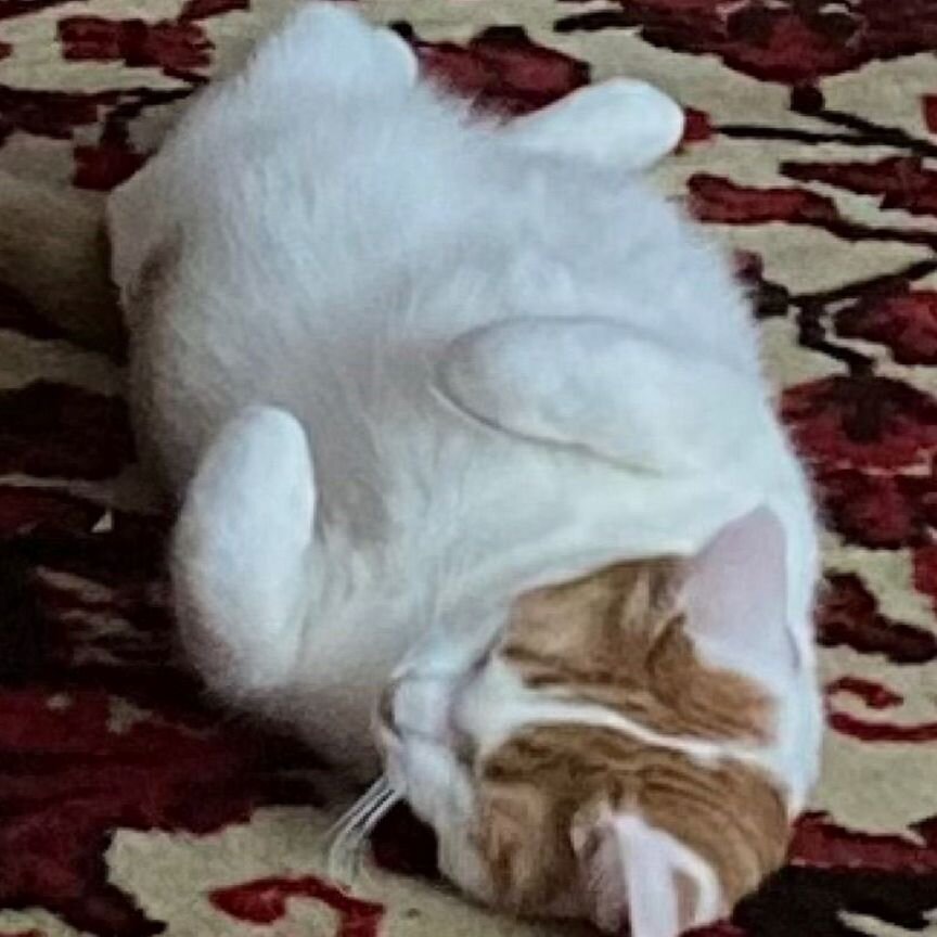 Котенок ляля в добрые руки