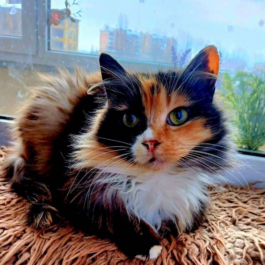 Шикарная Люсьен в дар