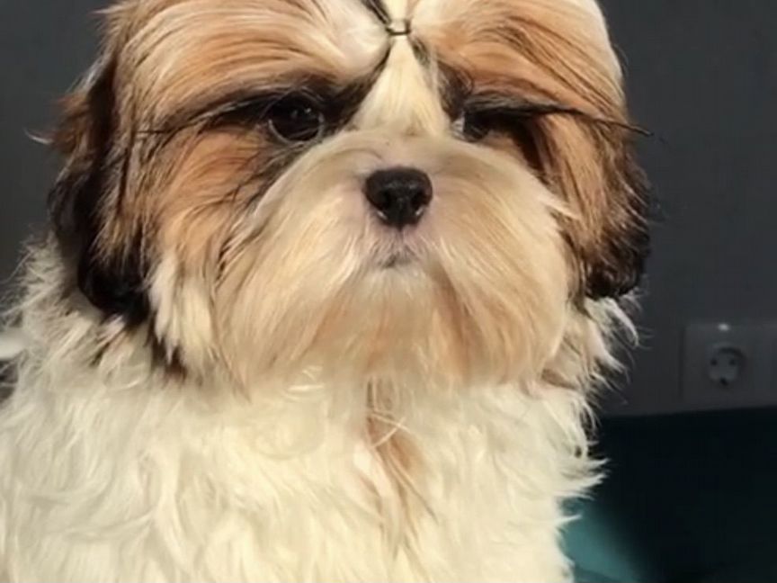 Щенки ши-тцу