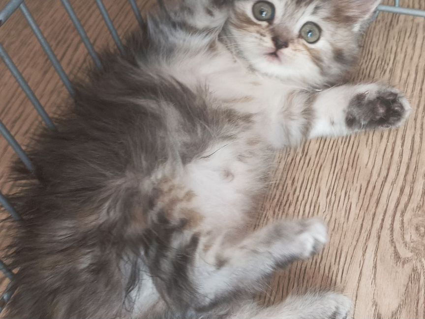 Продается котенок хайленд- страйт