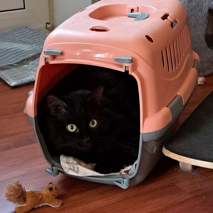 Переноска для кошек без дверцы