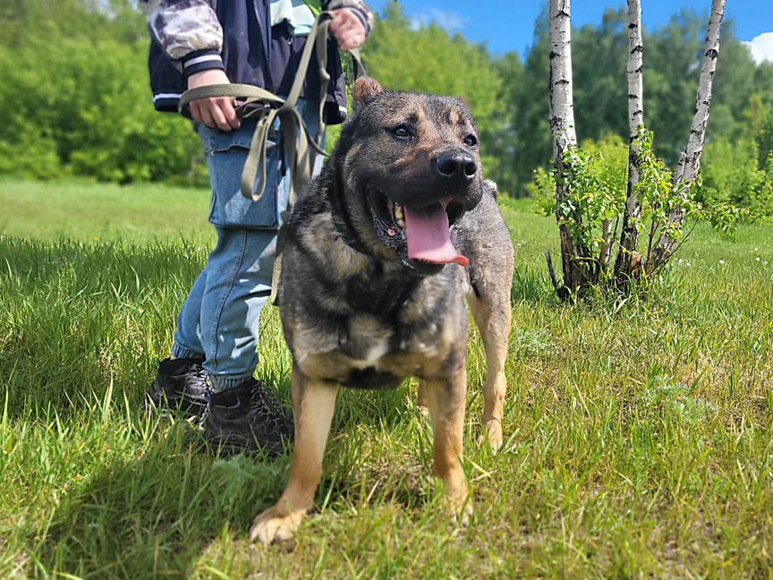 Цезарю из приюта нужен дом