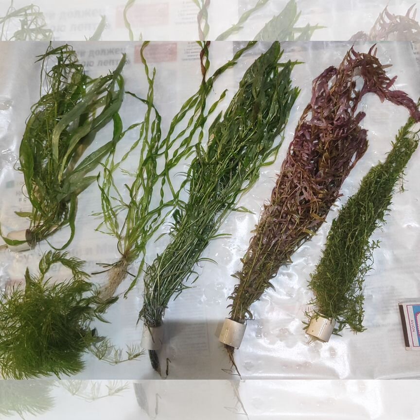 Травка живая для аквариума