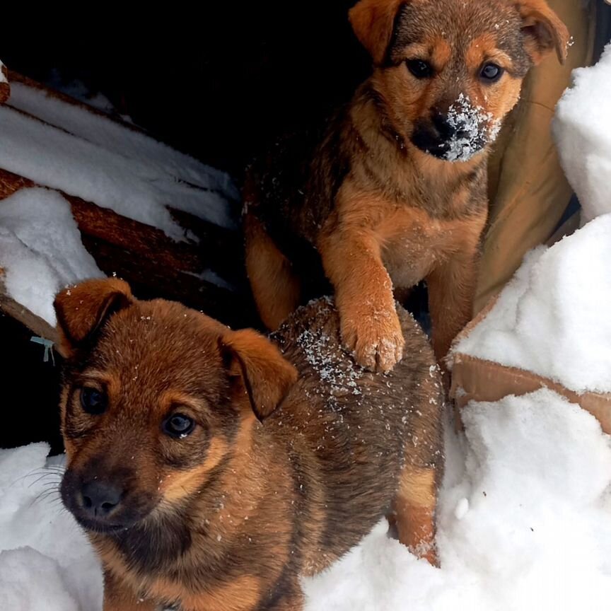 Щенки -звоночки,в добрые руки