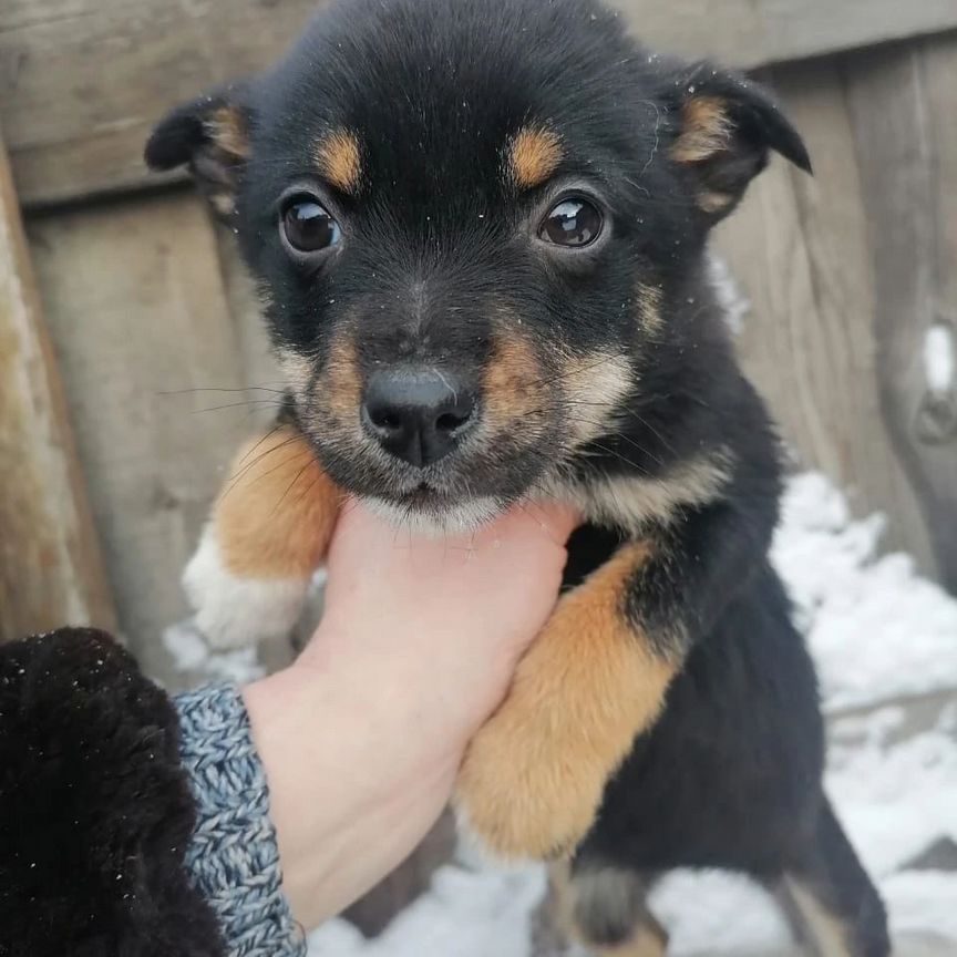 Малявки ищут дом)