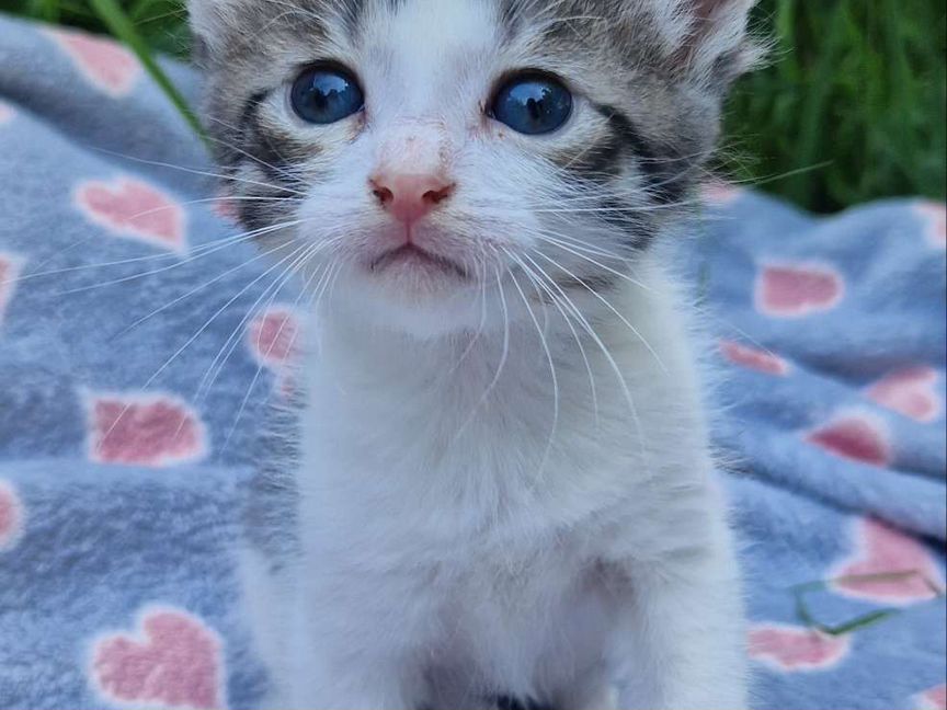 Маленький котенок Смоки ищет семью