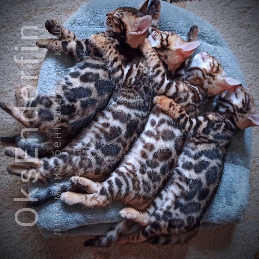 Бенгальские кошечки