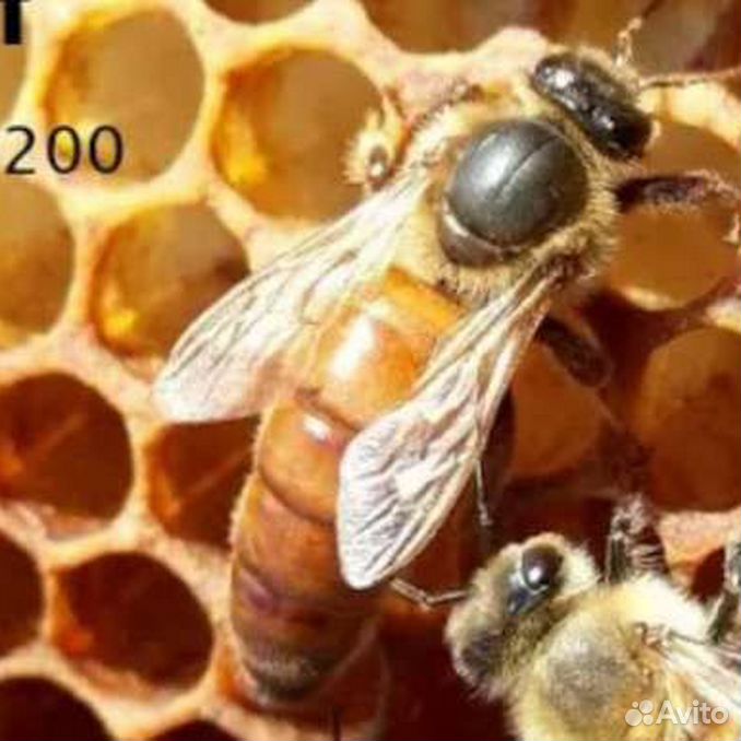 Пчеломатка бакфаст