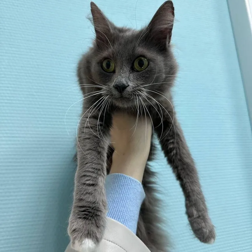 Кошечка пуша ищет семью